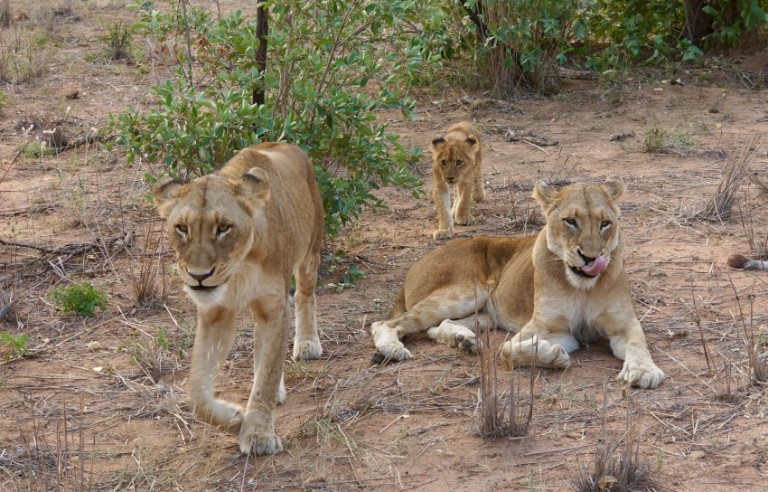 Lion break « Where the Sacred Dwells, Namaste