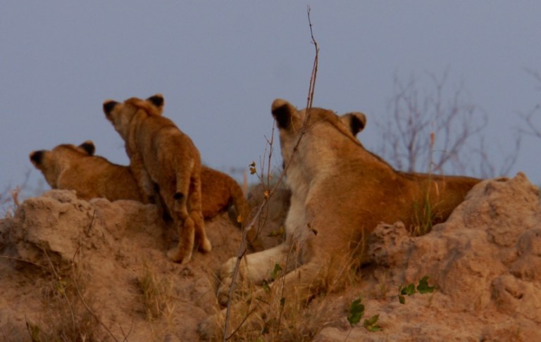 Lion break « Where the Sacred Dwells, Namaste